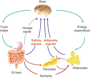 The Science of Staying Full | Protein, Fiber & Fat Explained - Food ...
